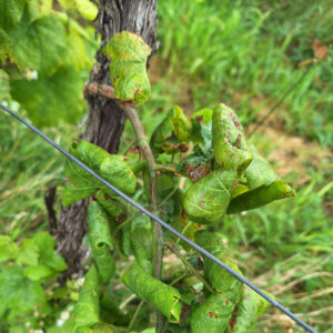 December 2025 priniesol zlé správy pre vinohradníkov - Podcast Pezinok ...